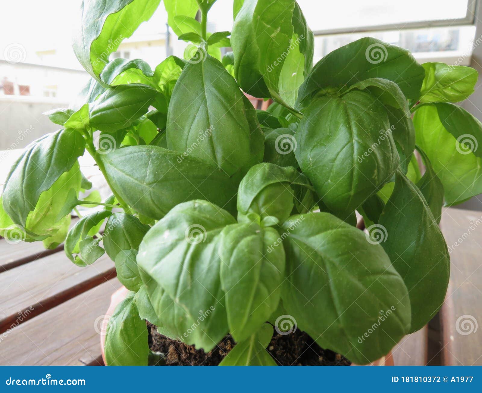 Basil Basilicum plant stock photo. Image of leaves, plants - 181810372