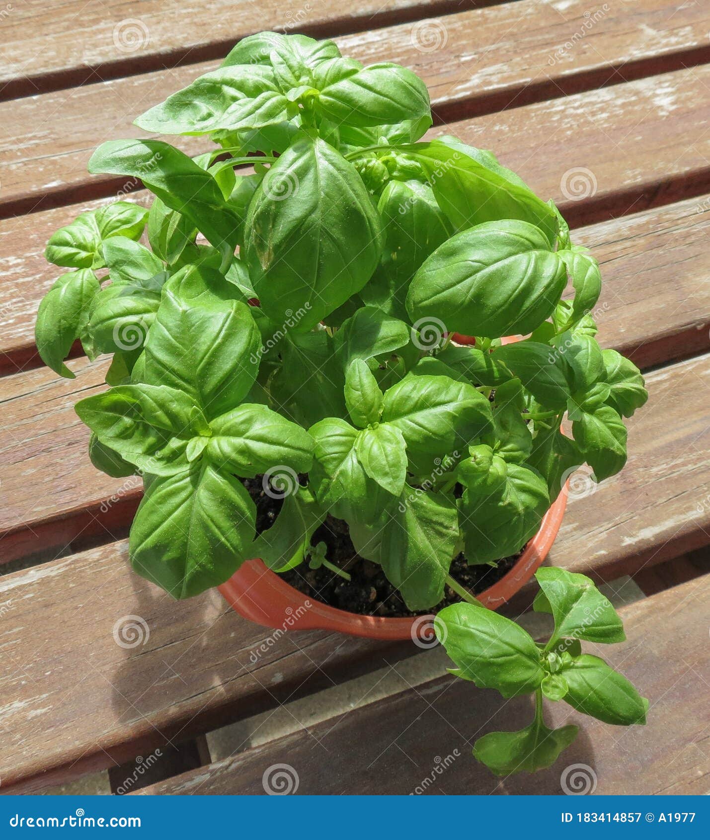 Basil Basilicum plant stock image. Image of greenery - 183414857