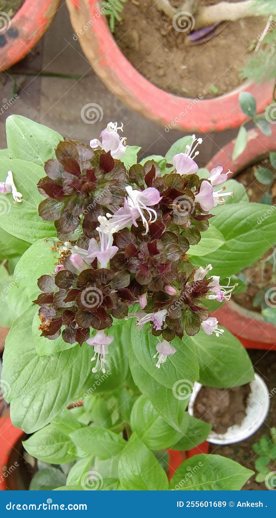 Basil stock image. Image of lilac, basil, plant, petal - 255601689