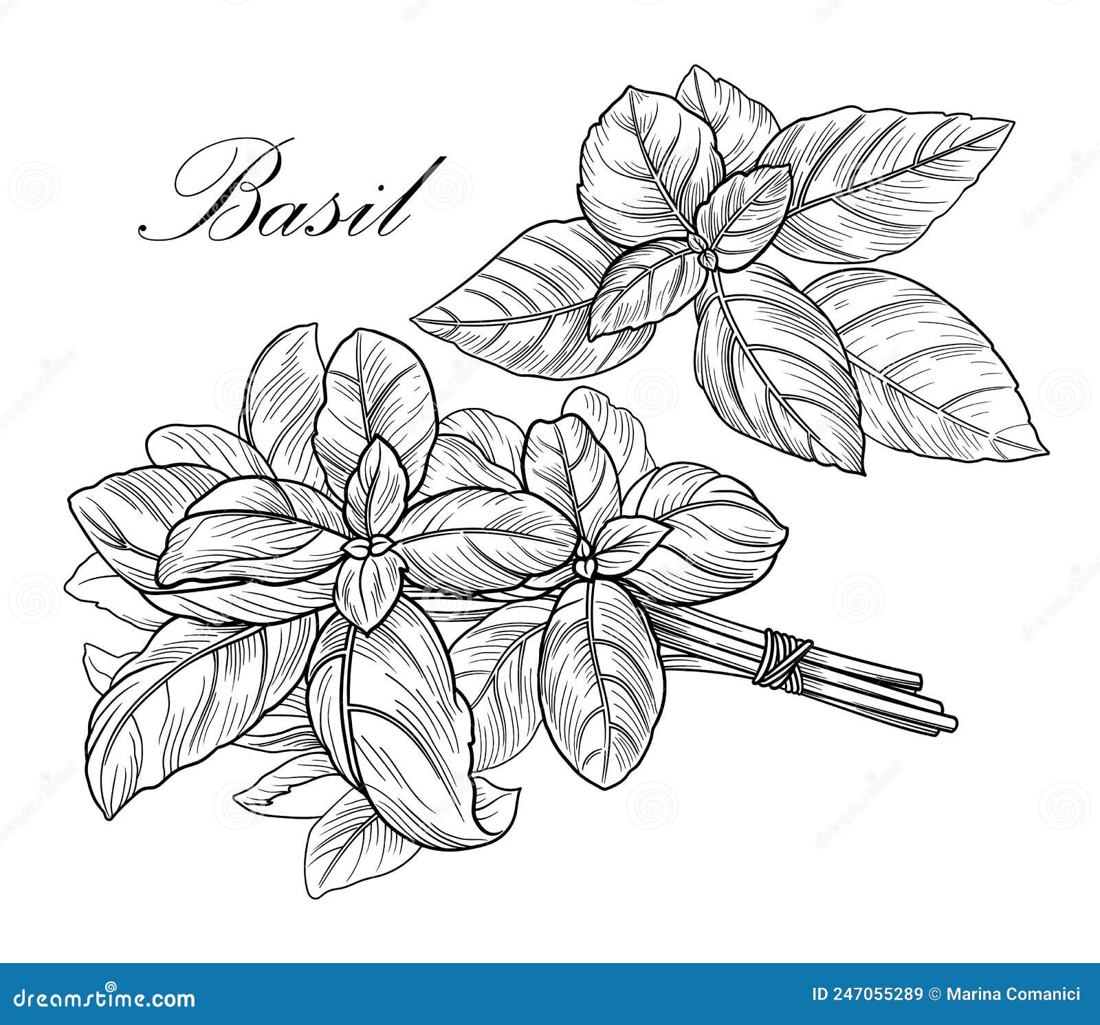 Basil Illustration, Drawing, Engraving, Ink, Line Art, Vector ...