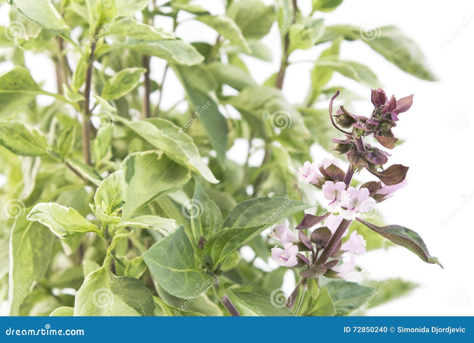 Basil Blooming Isolated on White Stock Photo - Image of italian, season ...