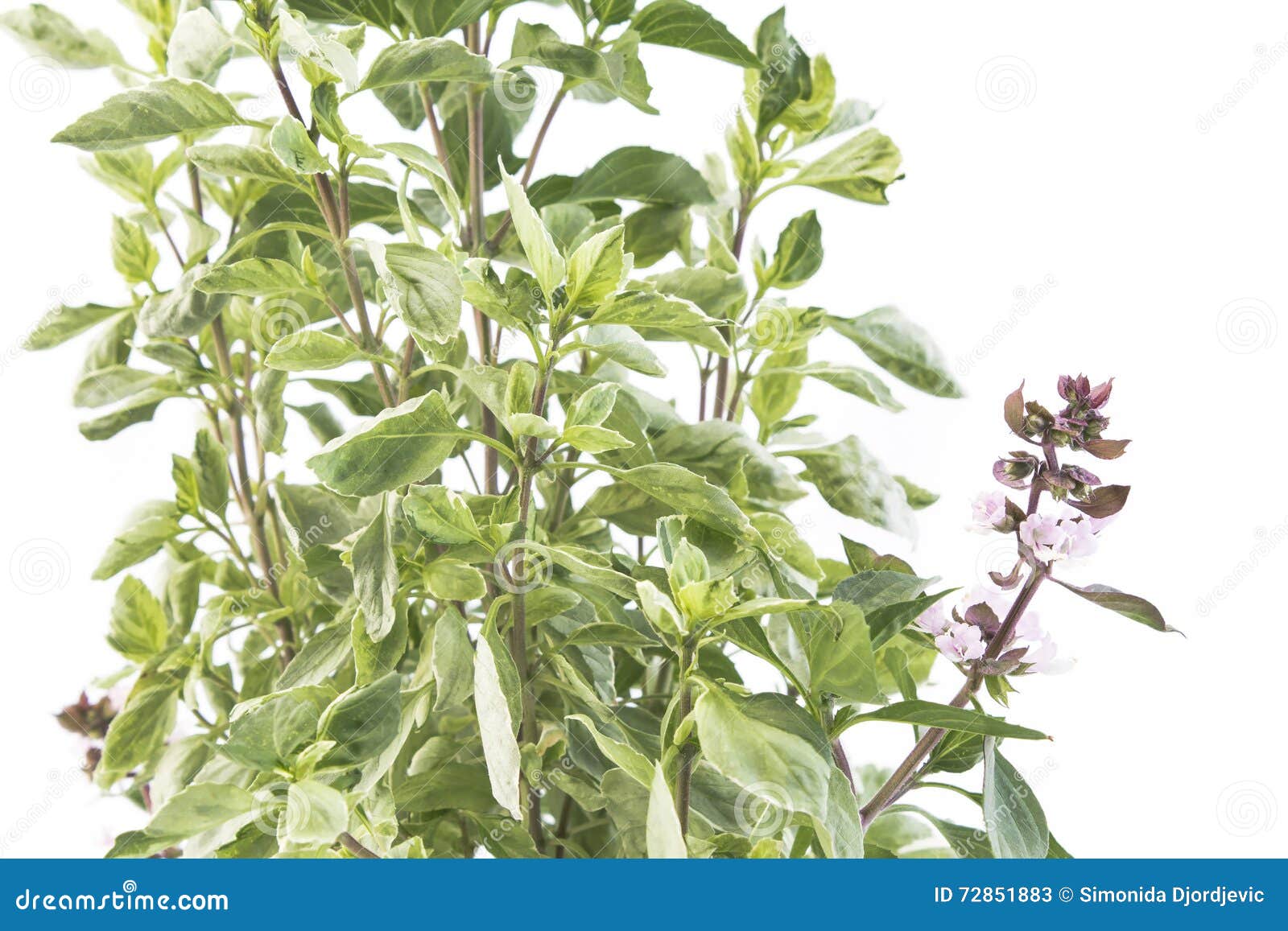 Basil Blooming Isolated on White Stock Image - Image of season, plant ...