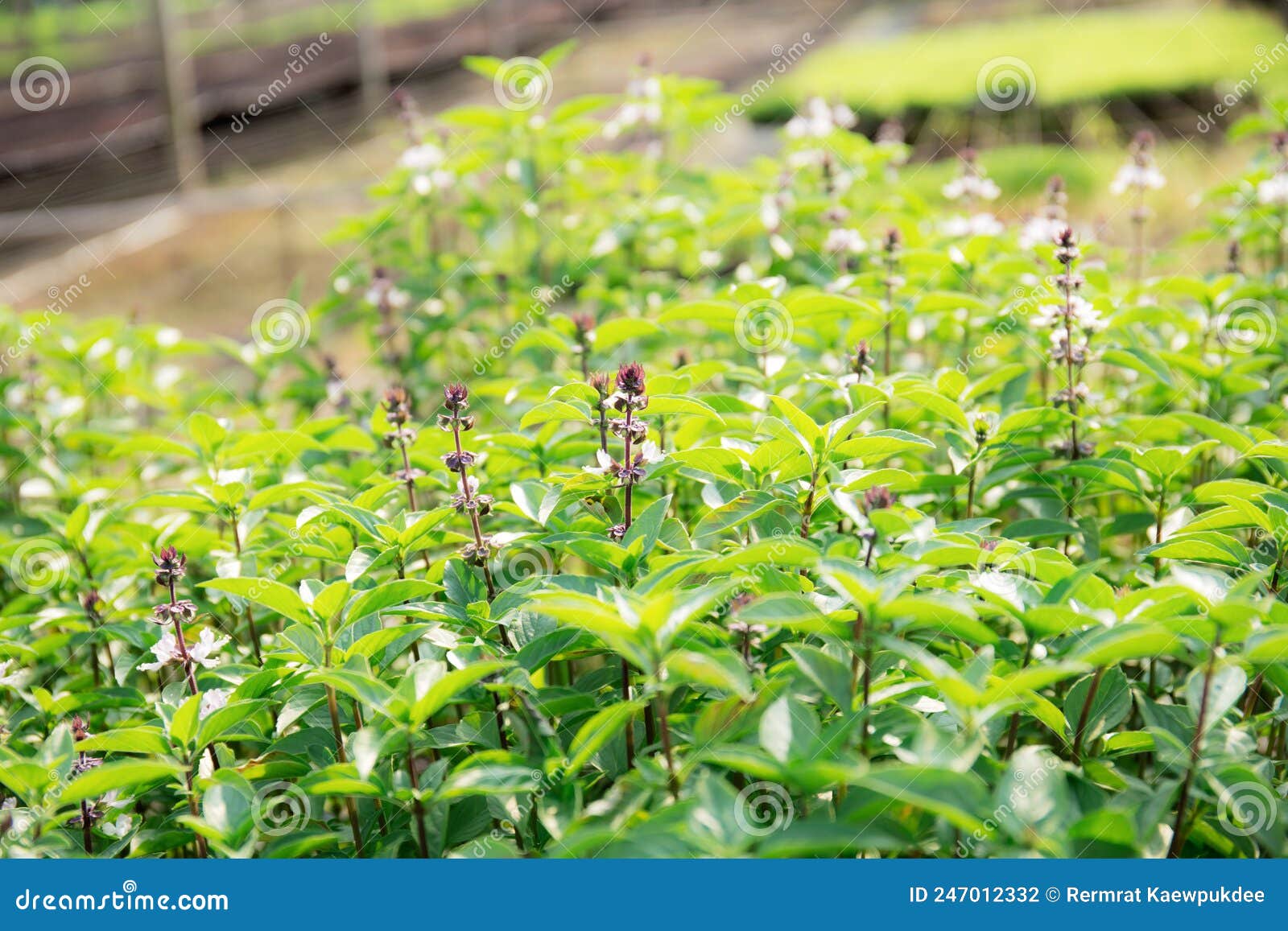 Basil of Blooming on Plantation Stock Photo - Image of beauty ...