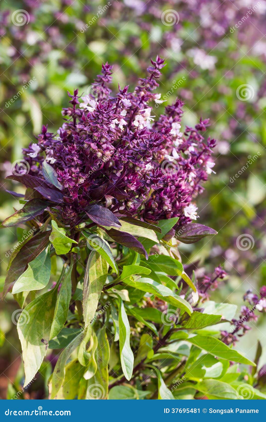 Basil and blossom stock image. Image of heal, remedy - 37695481