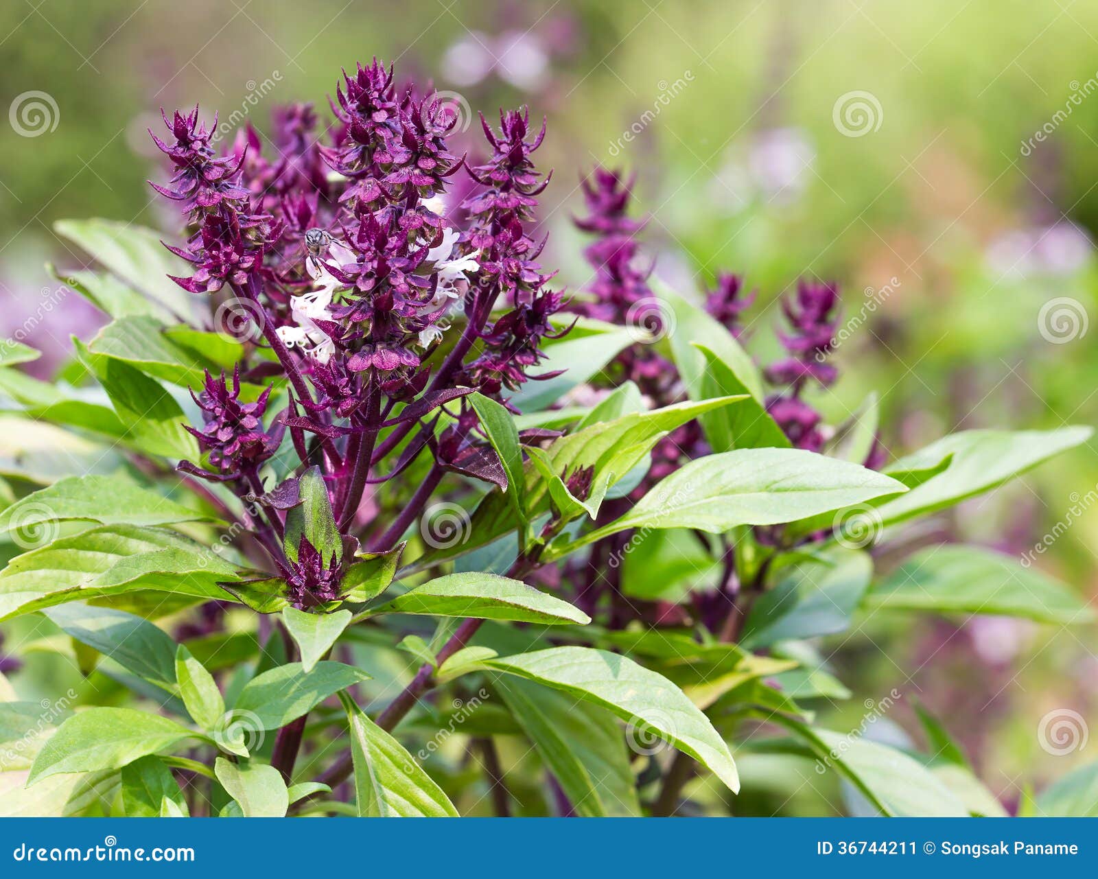 Basil and blossom stock image. Image of basil, alternative - 36744211