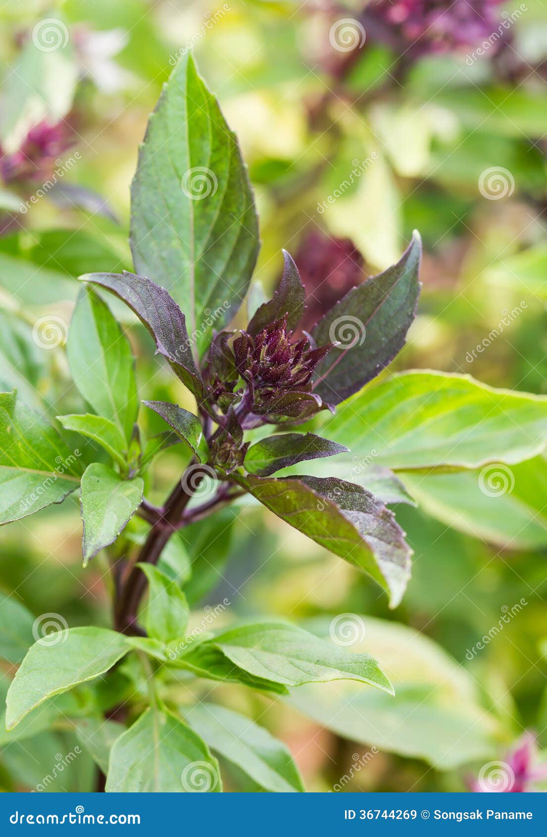 Basil and blossom stock image. Image of leaves, health - 36744269