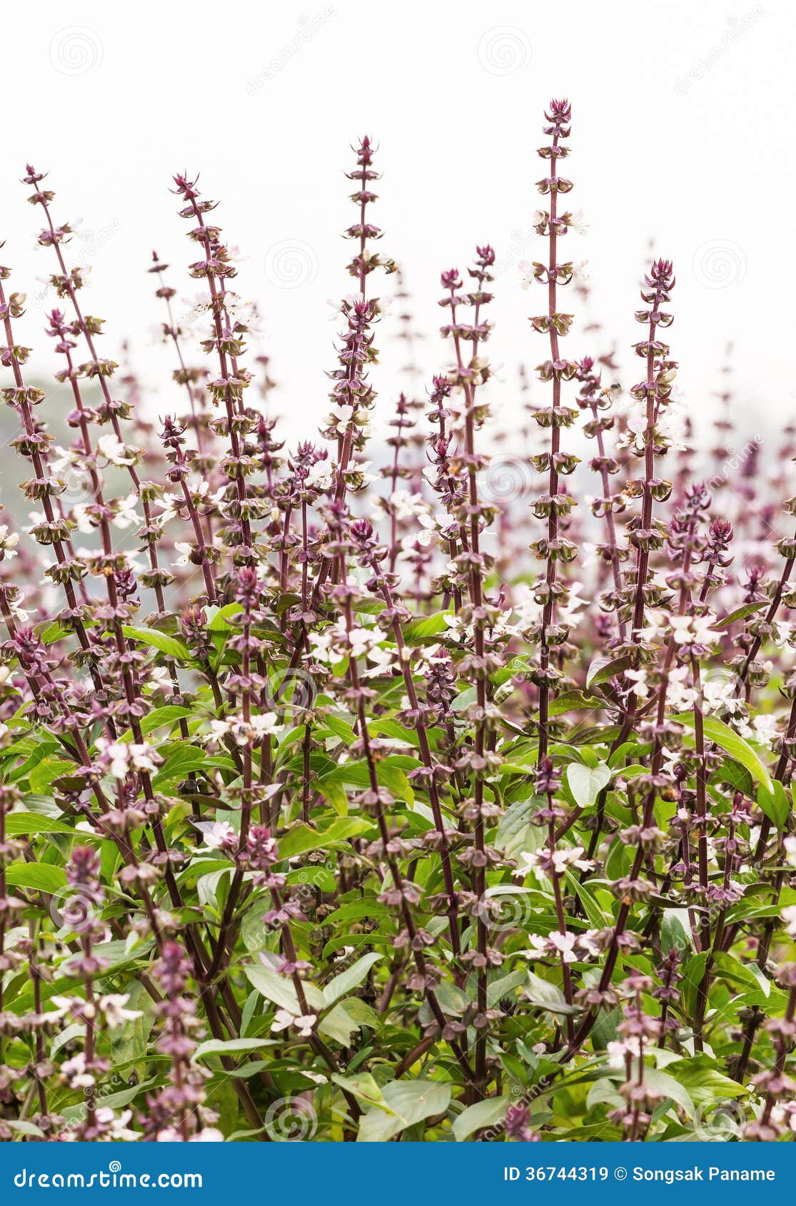 Basil and blossom stock image. Image of green, leaves - 36744319