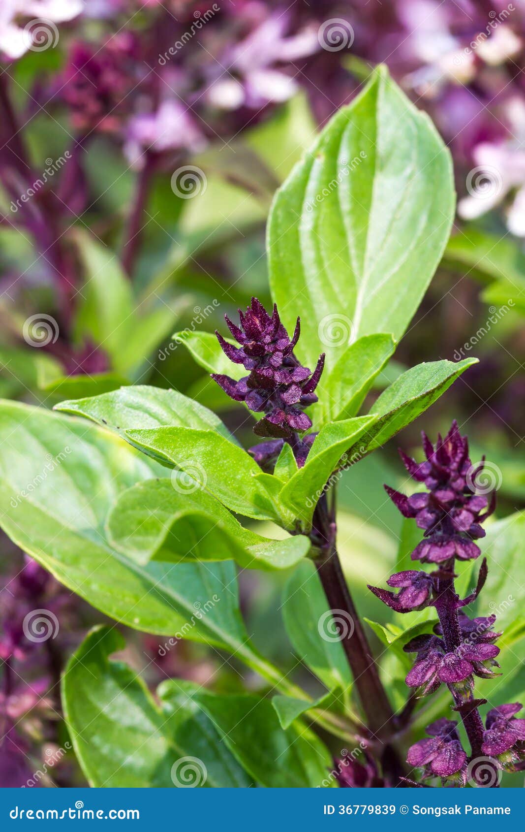 Basil and blossom stock image. Image of plant, india - 36779839