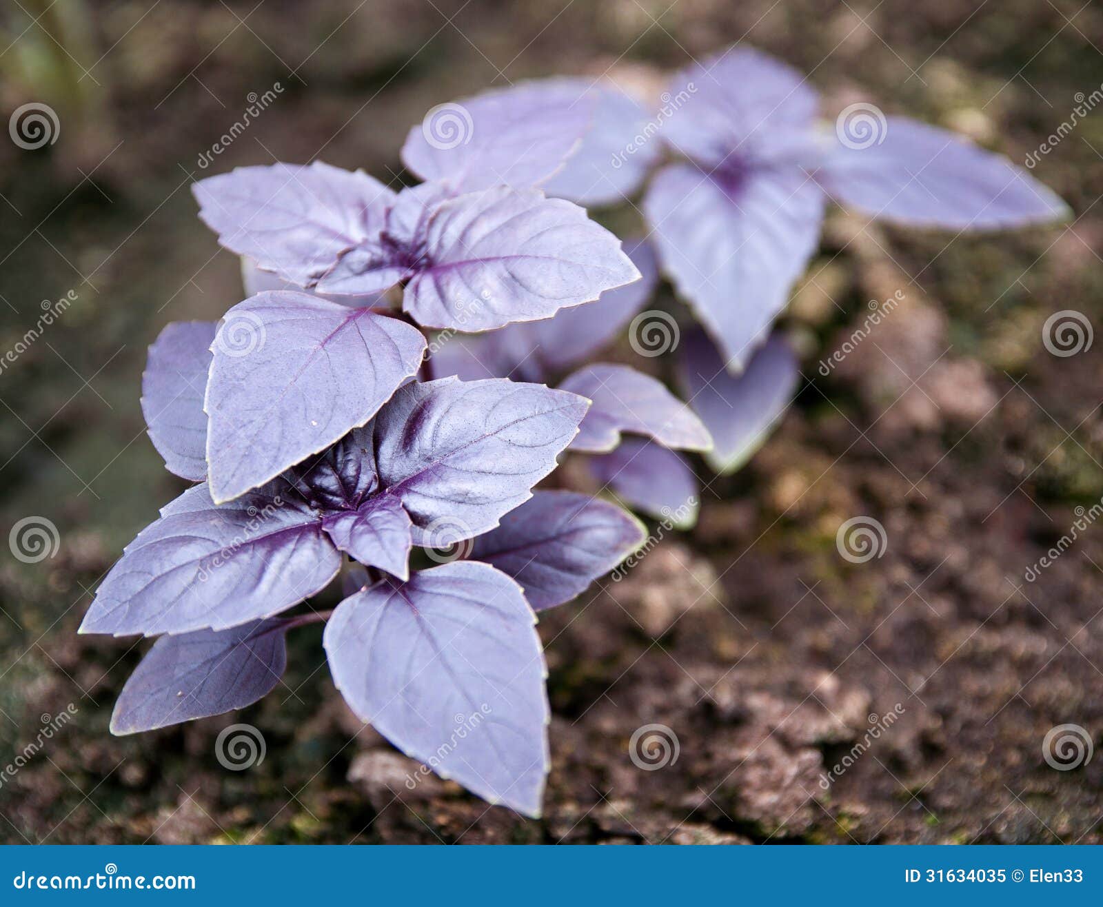 Basil stock image. Image of garden, growing, food, nature - 31634035