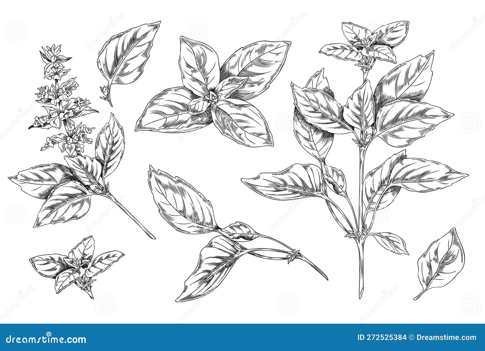 Basil Botanical Set of Ink Sketch Style Vector Illustrations Isolated ...
