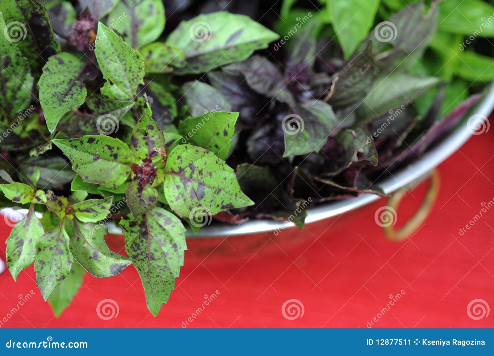 Basil in the bowl stock image. Image of vegetable, herb - 12877511
