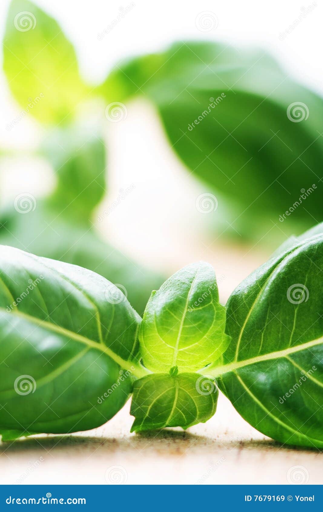 Basil branch stock image. Image of aromatic, composition - 7679169