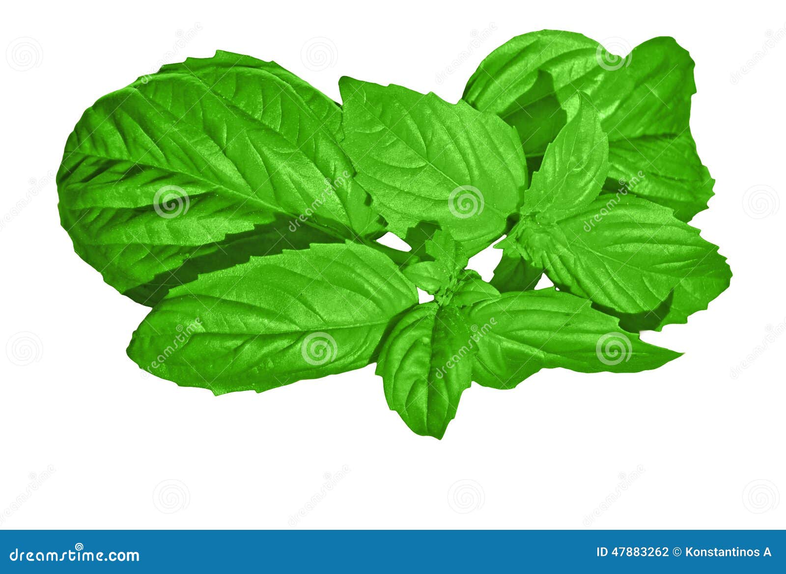 Basil Branch Isolated for Background Stock Photo - Image of delicious ...