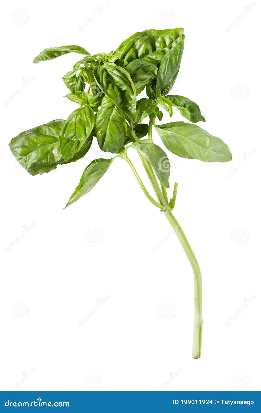 Basil branch isolated stock photo. Image of studio, natural - 199011924