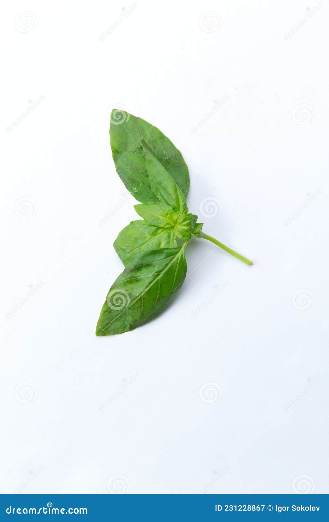 Basil Branch. Isolated on White Stock Image - Image of leaves, herbal ...