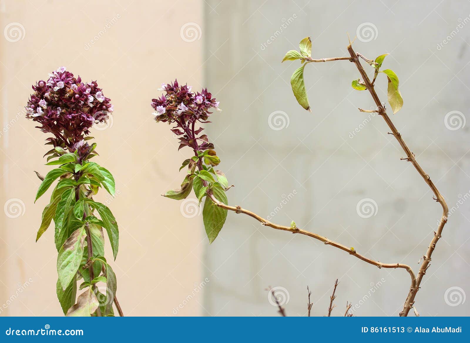 Basil branches stock image. Image of herbal, basil, heal - 86161513