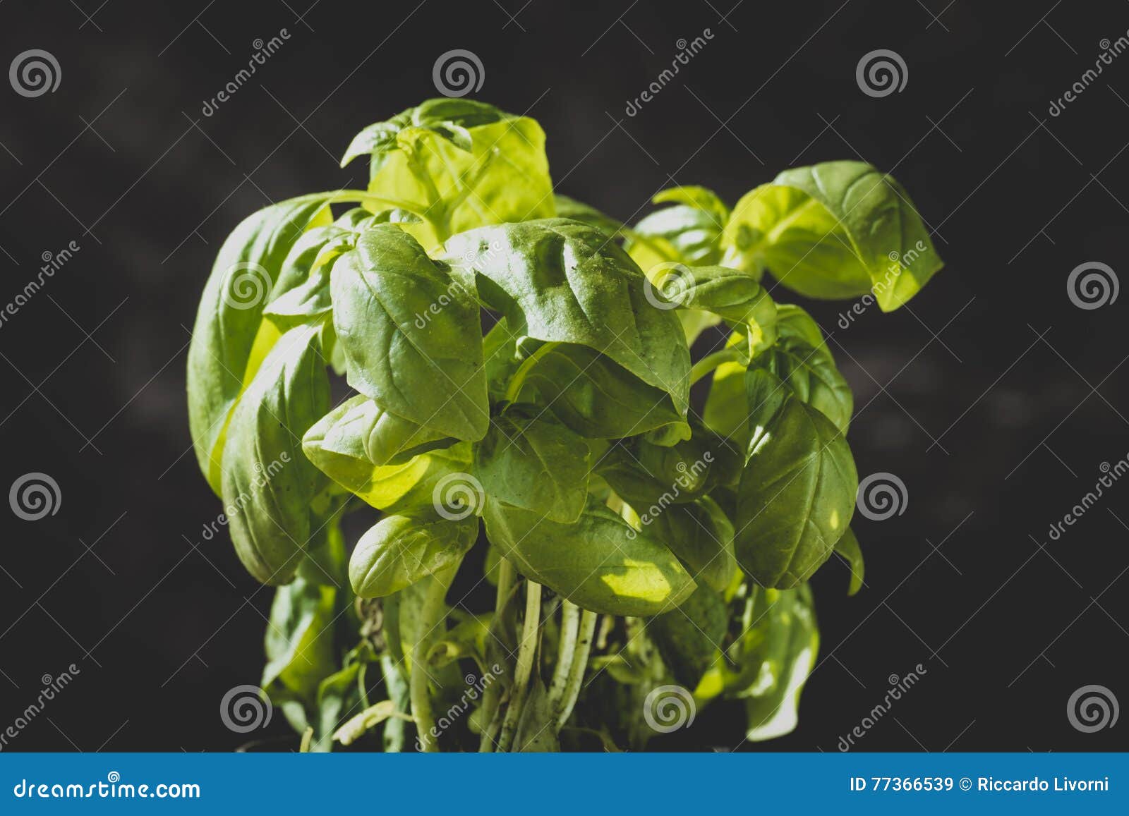Basil stock image. Image of closeup, dark, bunch, black - 77366539
