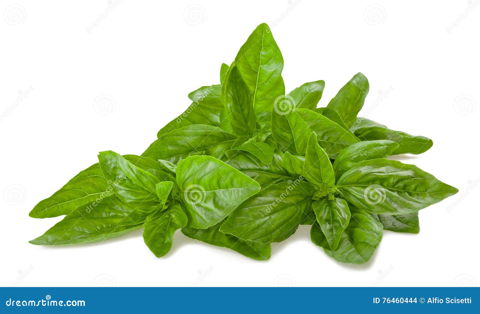 Basil bunch stock photo. Image of spice, ocimum, green - 76460444