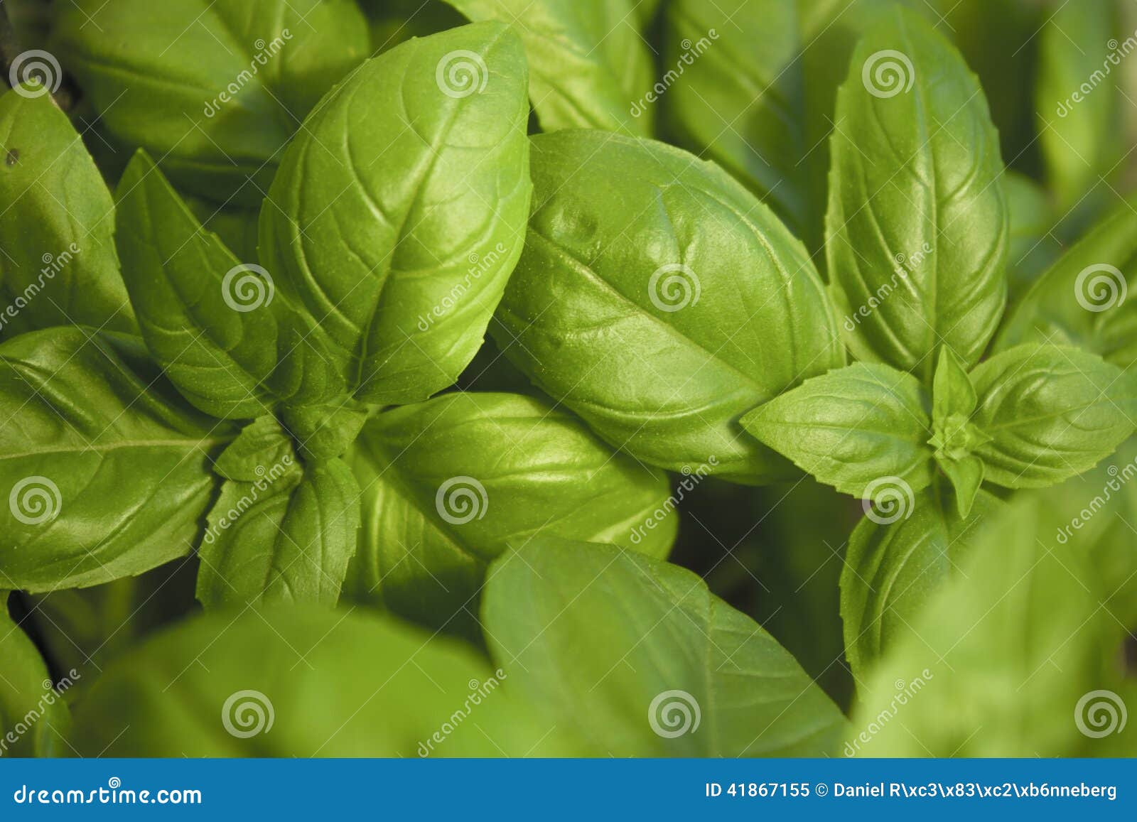 Basil stock image. Image of leaf, herb, green, basilica - 41867155