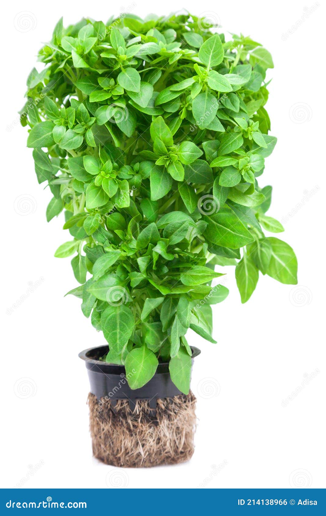 Basil bush stock photo. Image of diet, bush, flavor - 214138966