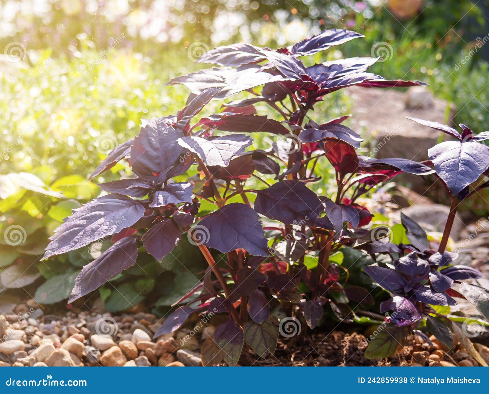 Basil bush in the sunlight stock photo. Image of bush - 242859938