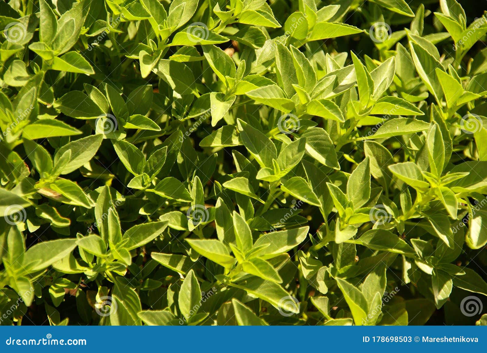 Basil bushes close up stock image. Image of leaf, spring - 178698503