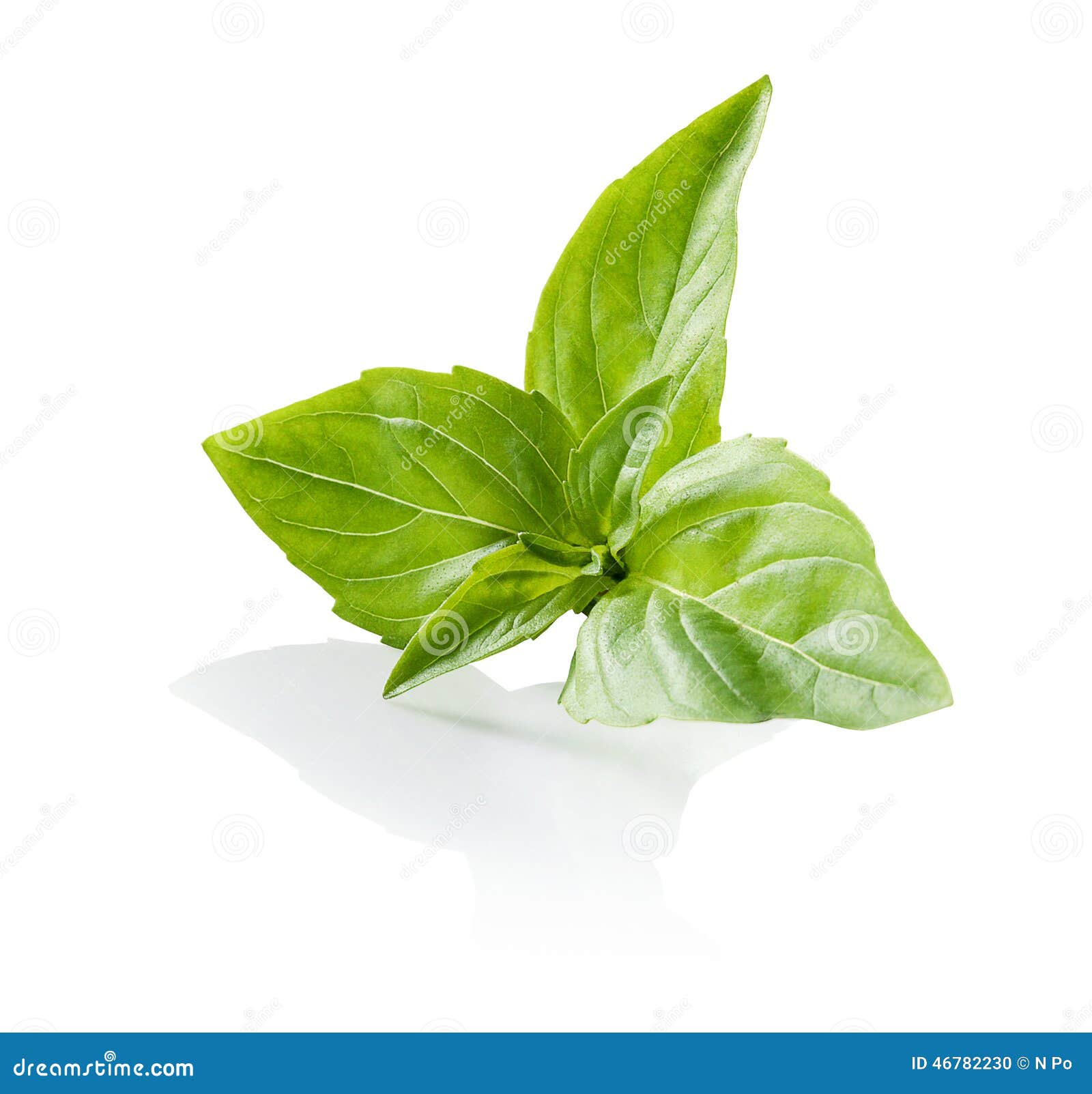Basil Central Rosette Leaves Close-up Isolated Stock Photo - Image of ...