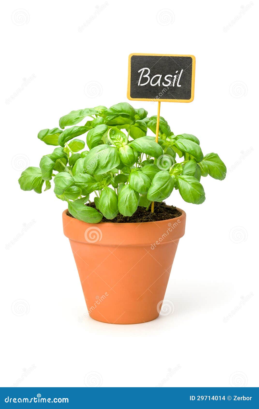 Basil in a Clay Pot with a Label Stock Photo - Image of isolated, aroma ...