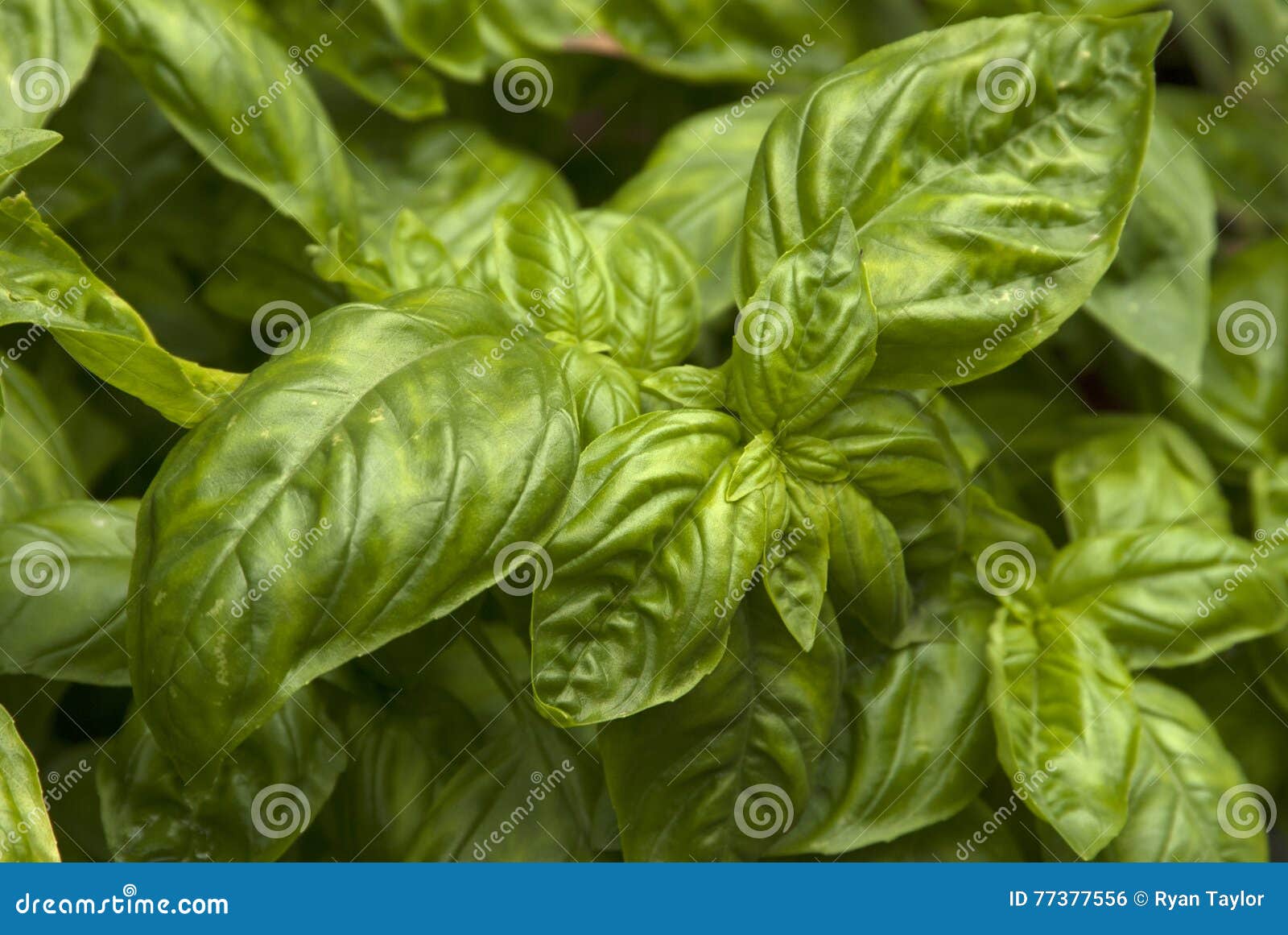 Basil Close Up stock photo. Image of flavor, taste, grown - 77377556