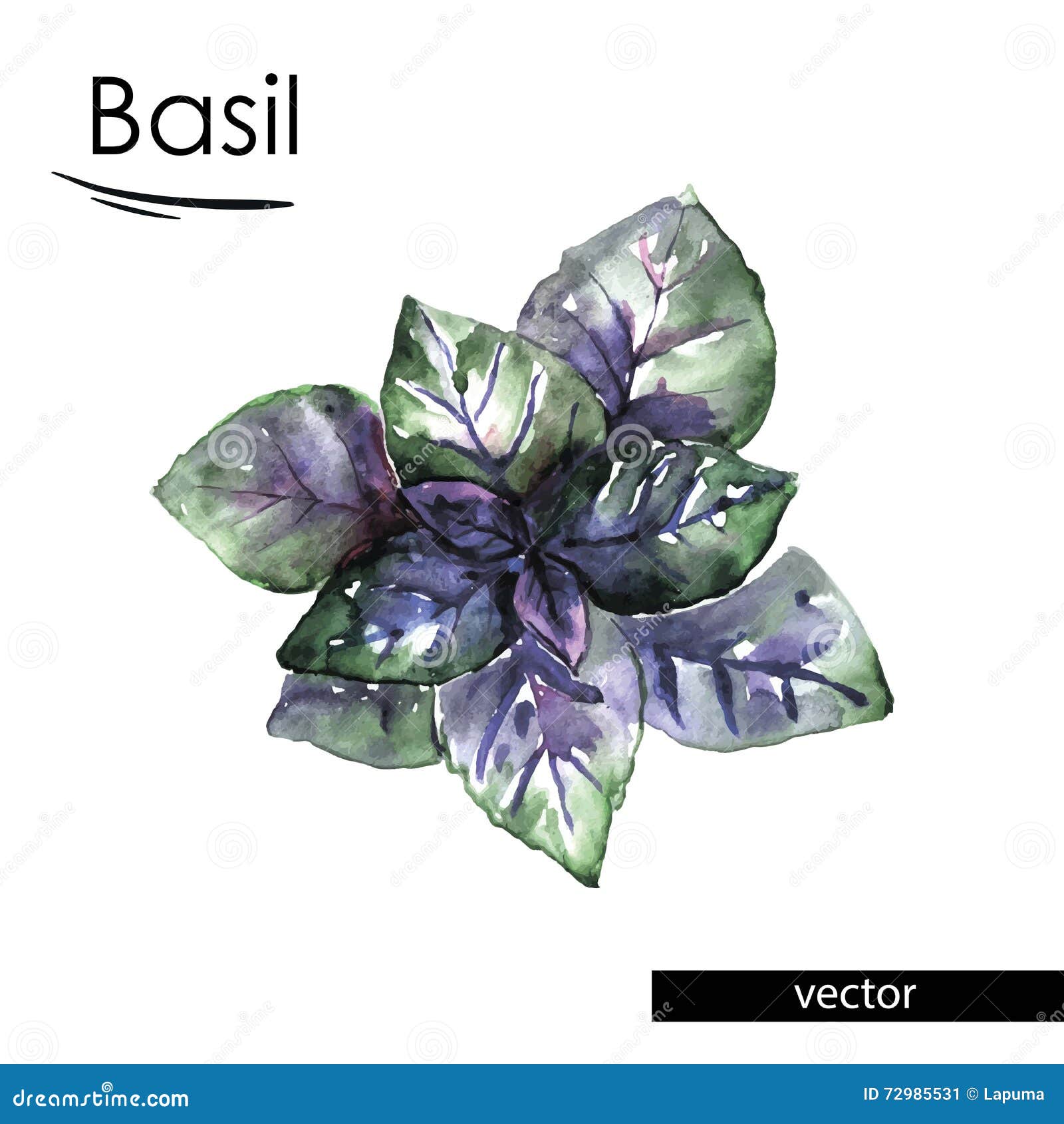 Basil color illustration stock vector. Illustration of organic - 72985531