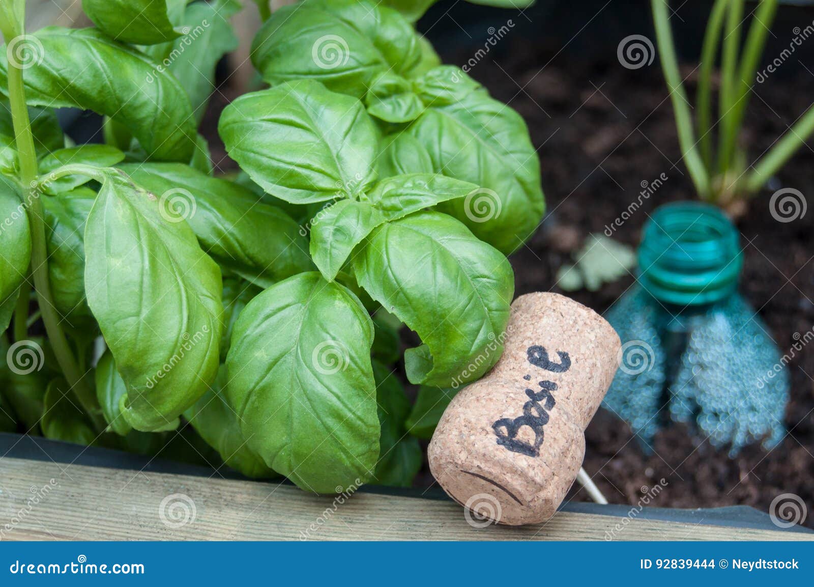 Basil with Cork Sign in a Vegetable Garden Stock Photo - Image of fresh ...