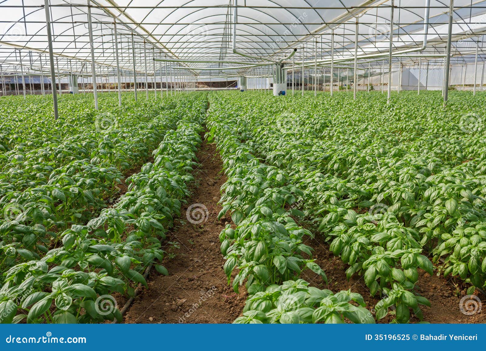 Basil Crops stock image. Image of glass, greenhouse, hothouse - 35196525