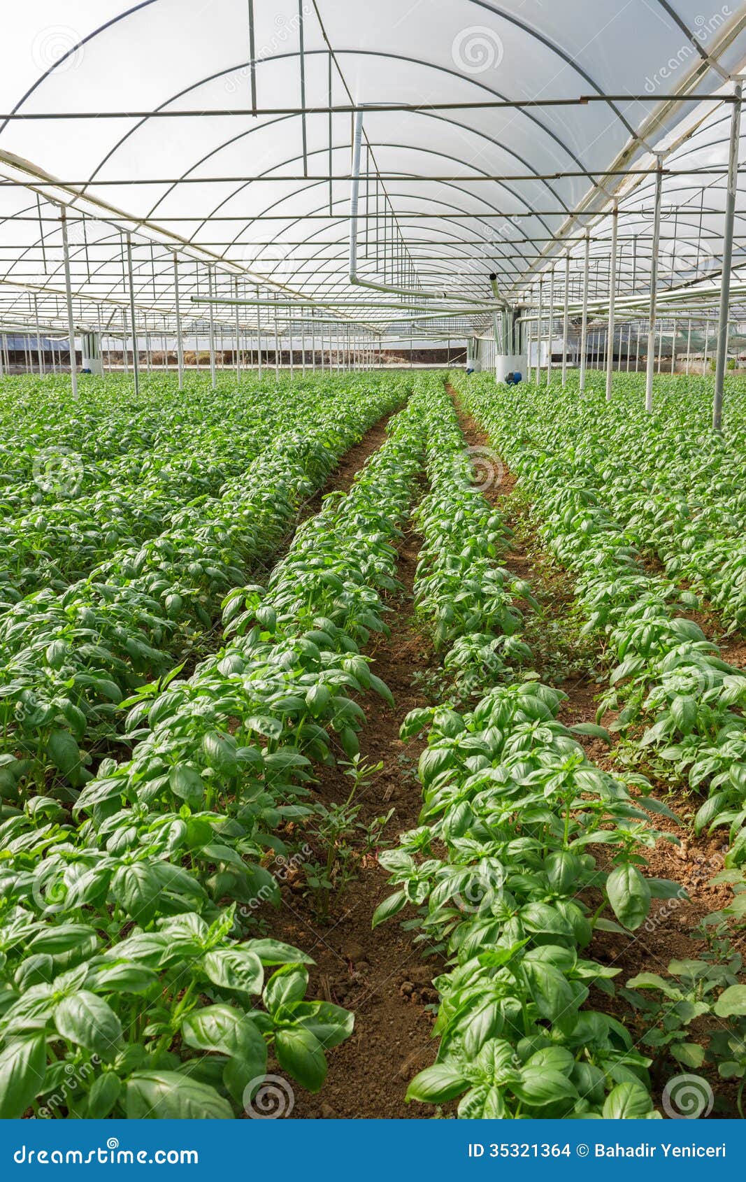 Basil Crops stock photo. Image of flavouring, agriculture - 35321364