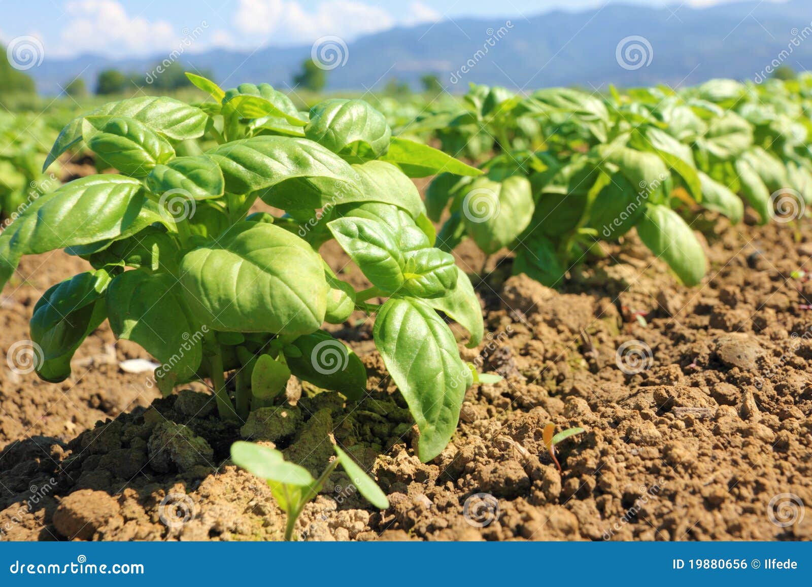 Basil cultivated field stock photo. Image of leaf, field - 19880656