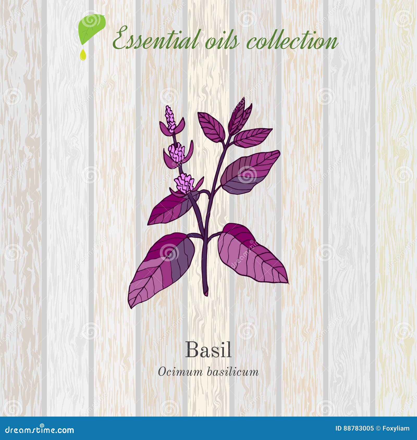 Basil, Essential Oil Label, Aromatic Plant Stock Vector - Illustration ...