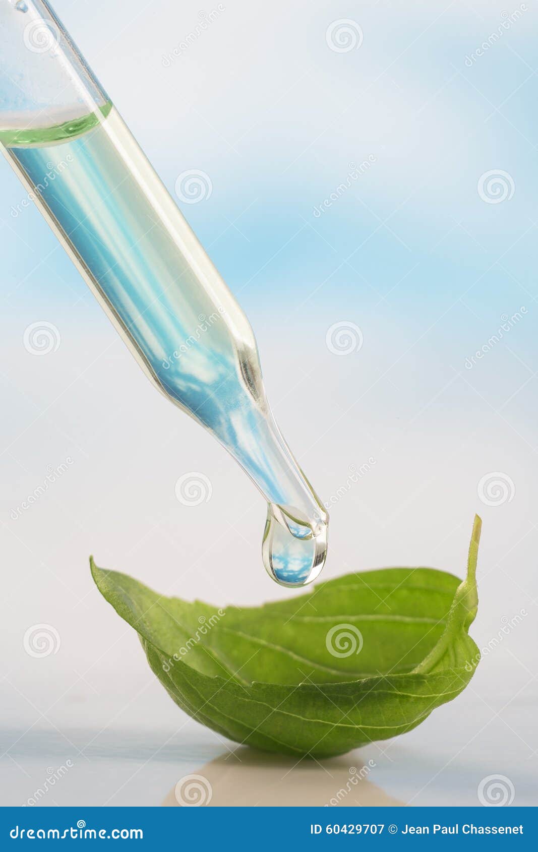 Basil essential oils drop stock image. Image of product - 60429707