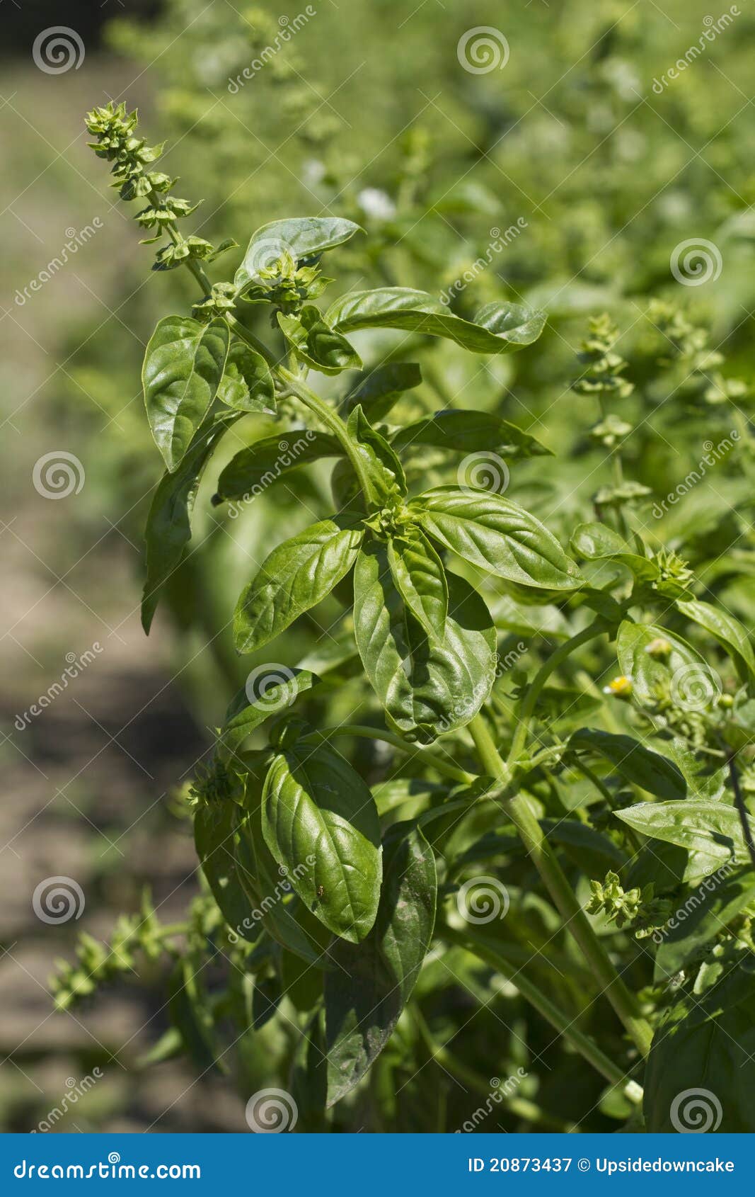 Basil field stock image. Image of garden, scented, leaf - 20873437