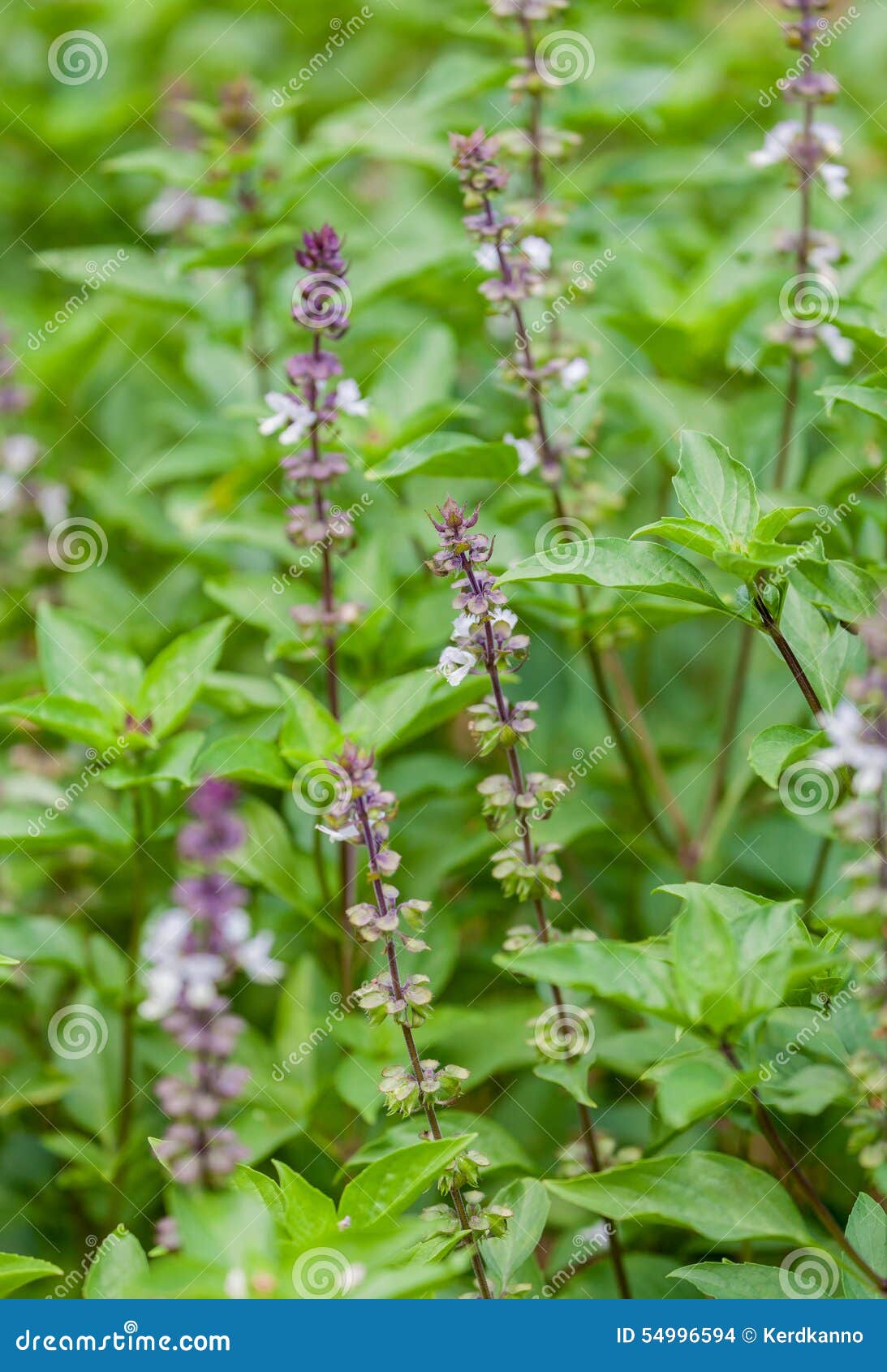 The Basil Field with Flowers Stock Photo - Image of field, green: 54996594