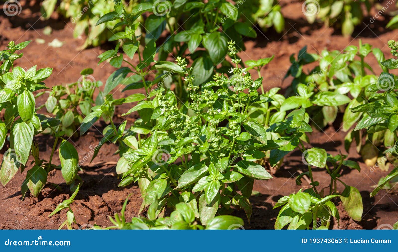 Basil field stock image. Image of ingredient, farm, green - 193743063