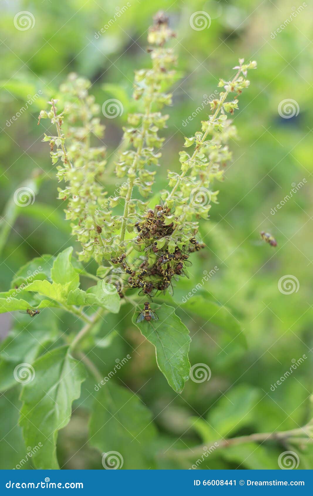 Basil flower stock image. Image of fruit, fresh, herb - 66008441
