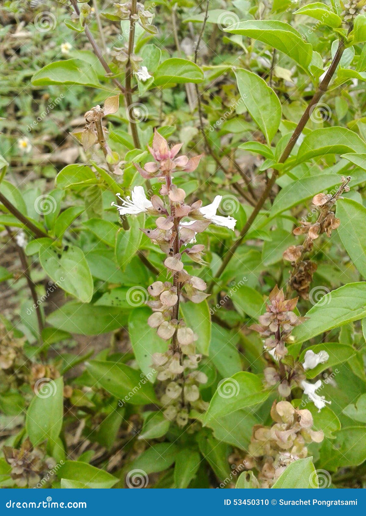 Thai Basil tree stock photo. Image of thai, floral, herb - 53450310