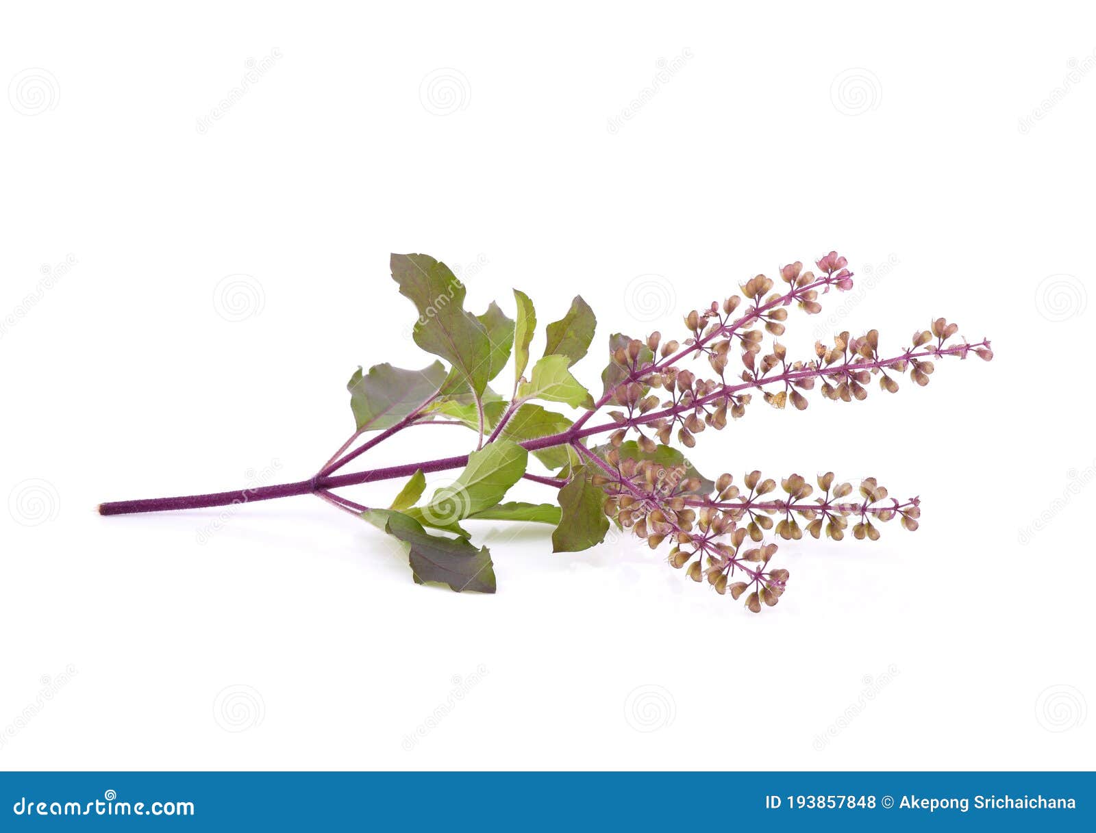 Basil Flower Isolated on White Background Stock Photo - Image of ...
