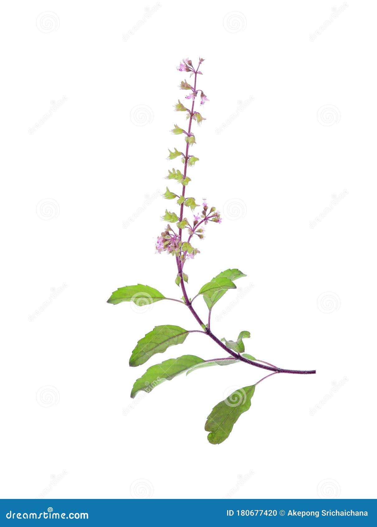 Basil Flower Isolated on White Background Stock Photo - Image of health ...