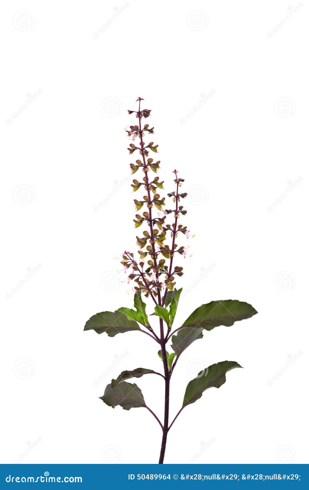 Basil flower stock photo. Image of natural, isolated - 50489964