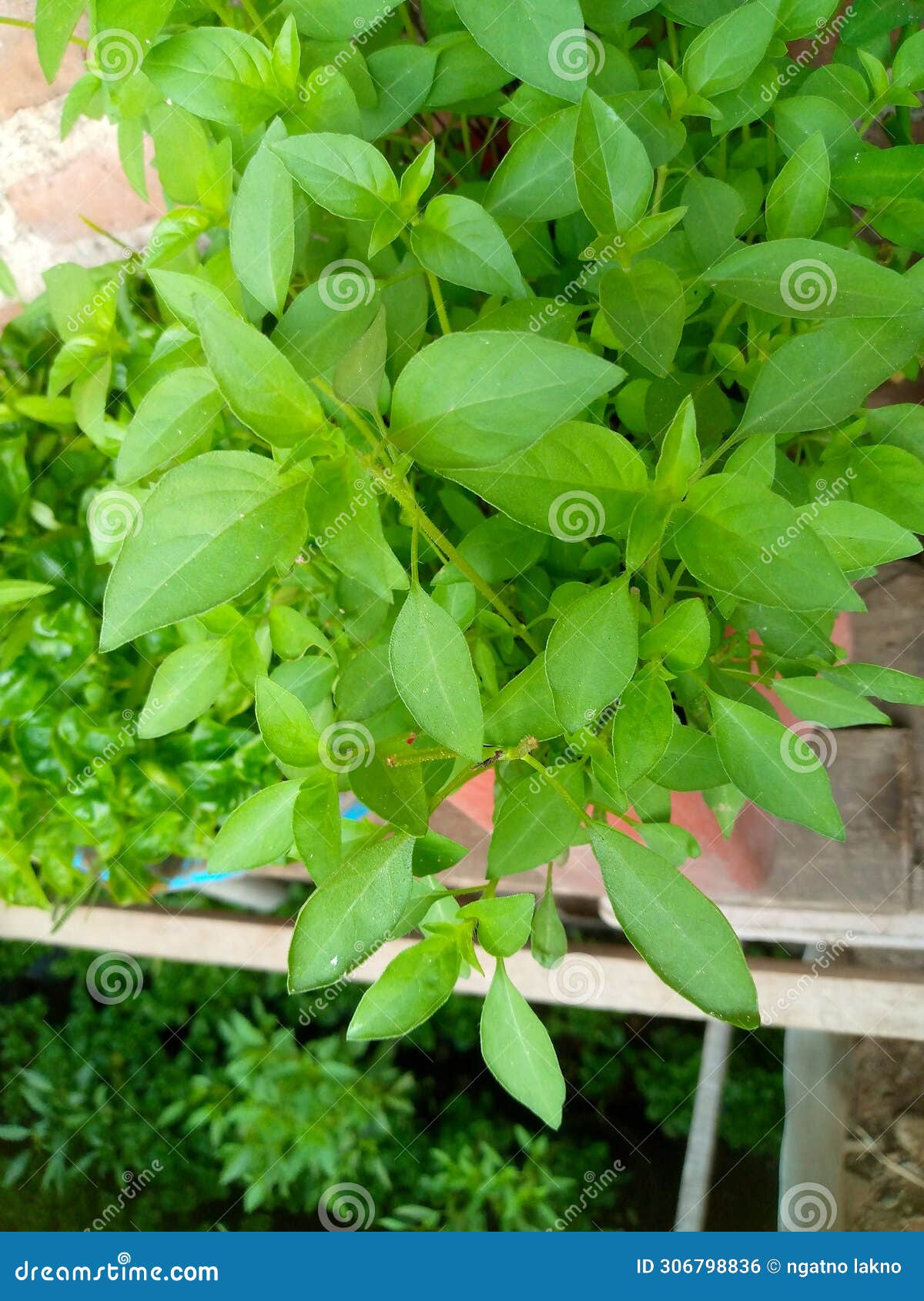 Basil Flower Leaves are Suitable for Fresh Vegetables, Healthy and ...