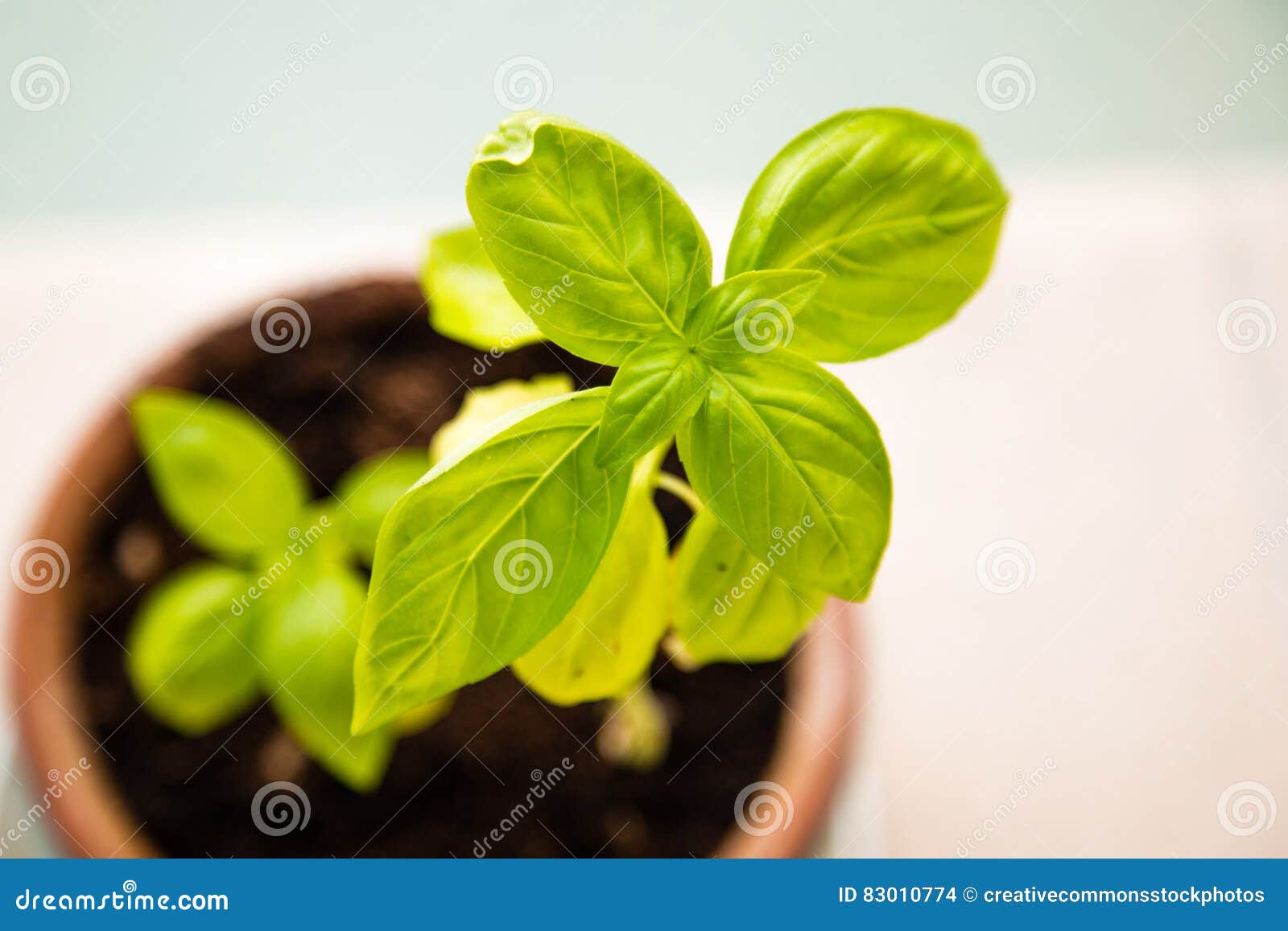Basil In Flower Pot Picture. Image: 83010774