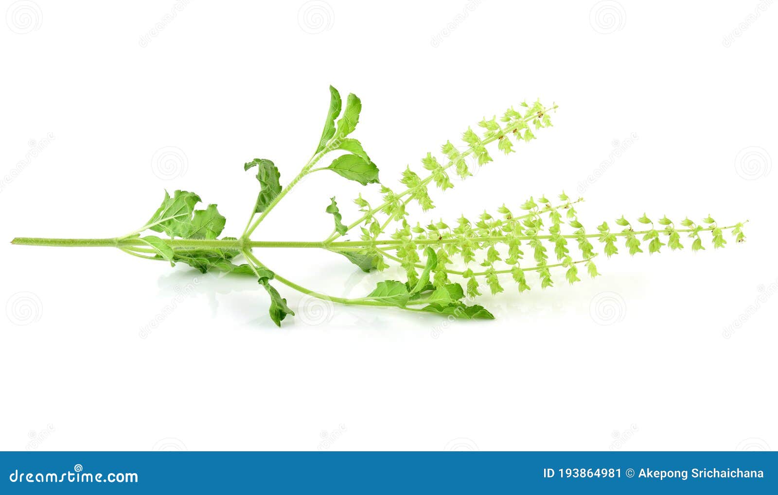 Basil Flower, Stalk and Leaves Isolated on a White Stock Image - Image ...