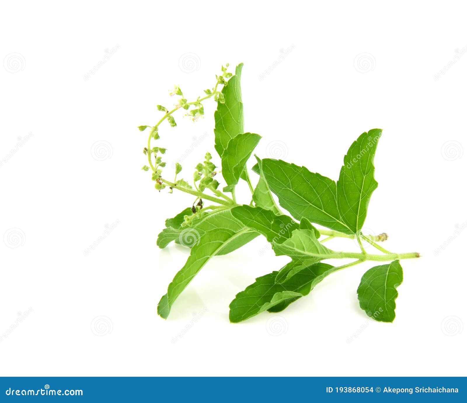 Basil Flower, Stalk and Leaves Isolated on a White Stock Photo - Image ...
