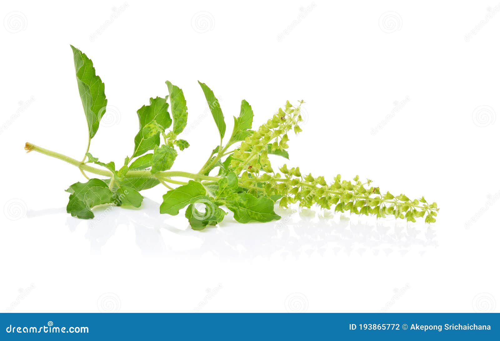 Basil Flower, Stalk and Leaves Isolated on a White Background Stock ...