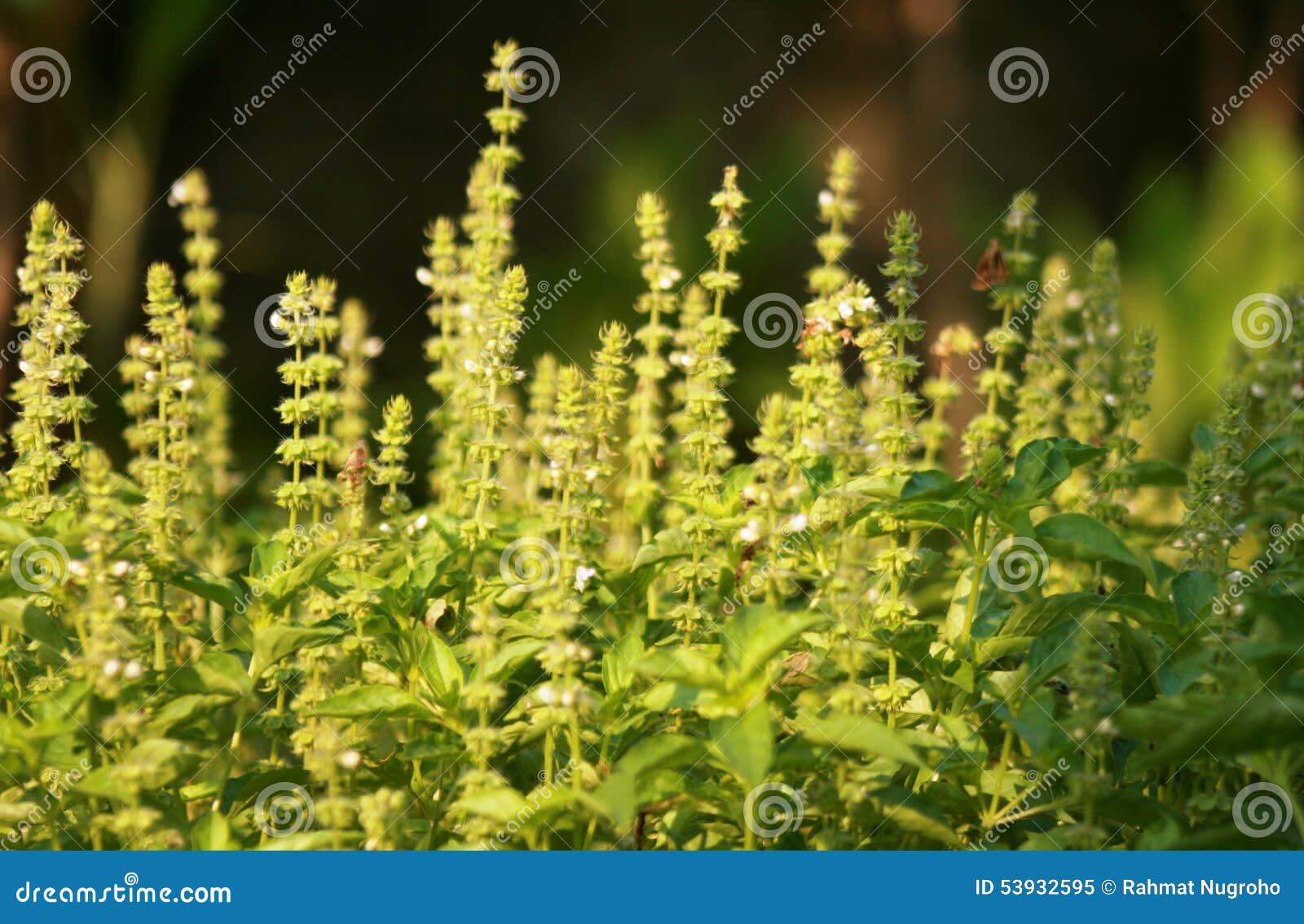 Basil flower stock image. Image of aromatic, nature, leaves - 53932595